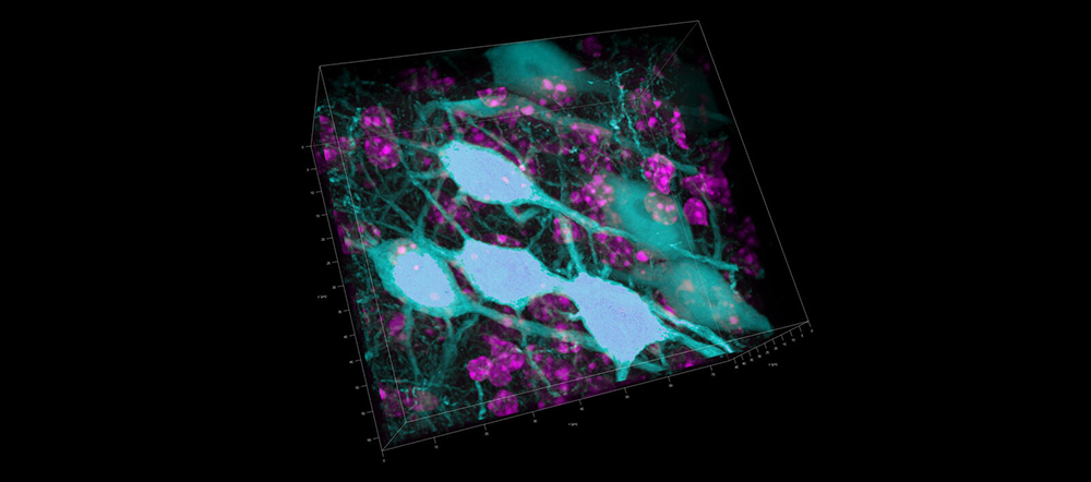 3D Tissue Imaging | Danaher Life Sciences