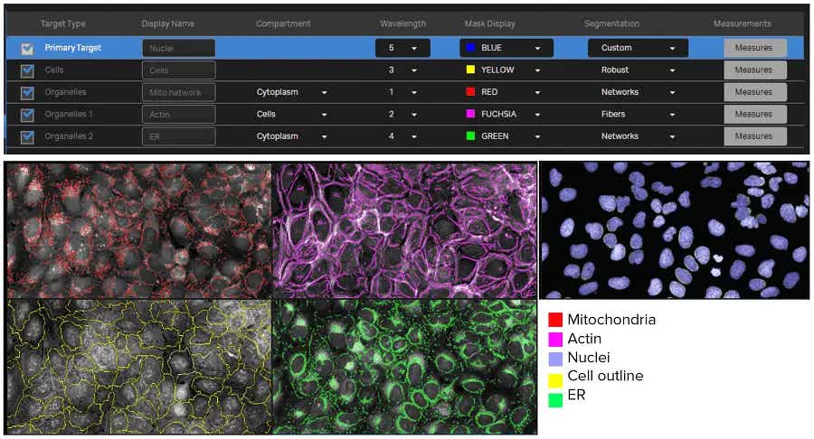 How Cell Painting is making its mark on drug discovery | Danaher Life ...