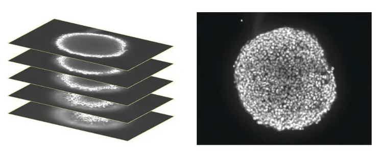 7 Tips for Optimizing your 3D Cell Imaging and Analysis Workflow ...