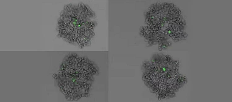 Efficient Long Term Time Lapse Microscopy Danaher Life Sciences