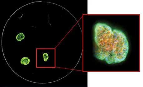 7 Tips for Optimizing your 3D Cell Imaging and Analysis Workflow ...