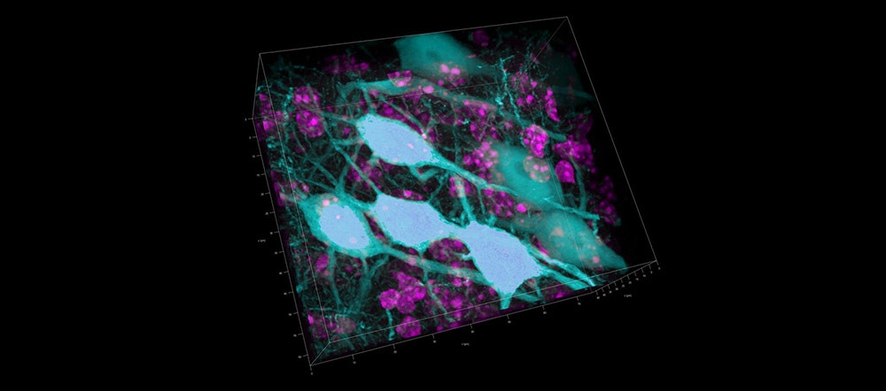 3D Tissue Imaging | Danaher Life Sciences