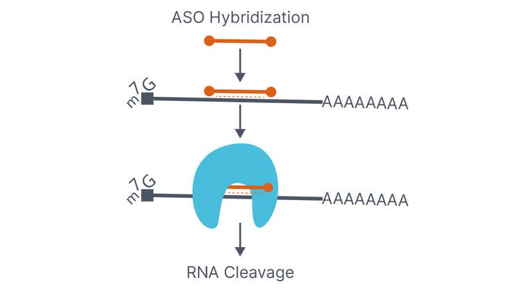 Antisense Oligonucleotide (ASO) | Danaher Life Sciences