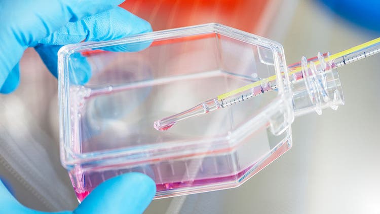 Cell Culture | Cell Culture Technique | Danaher Life Sciences