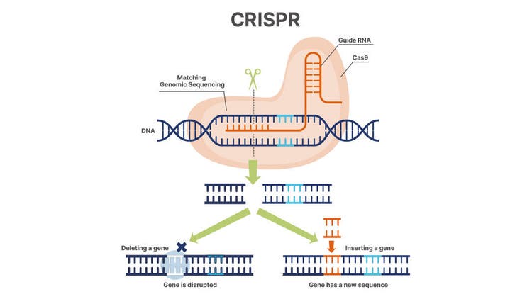 CRISPR-Cas9 and Gene Editing | Danaher Life Sciences