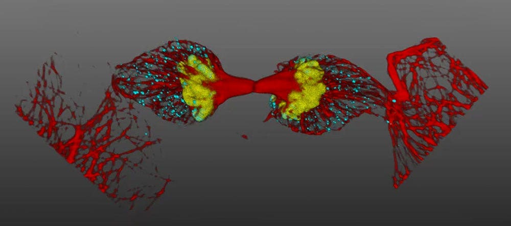 AI Finds Rare Events: Automating Confocal Microscopy | Danaher Life ...